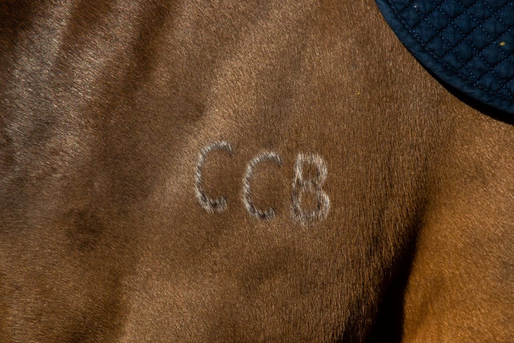 How To Take Photos of Your Horse's Brands and Markings | Off The Track WA