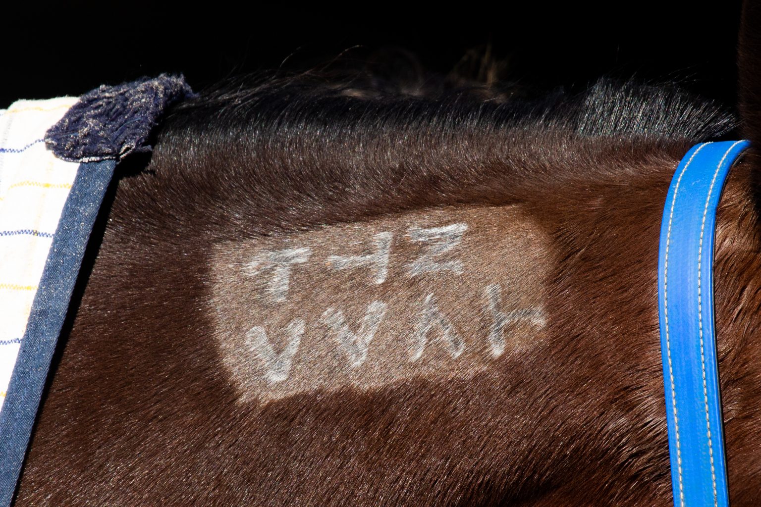 How To Read a Standardbred Freeze Brand | Off The Track WA