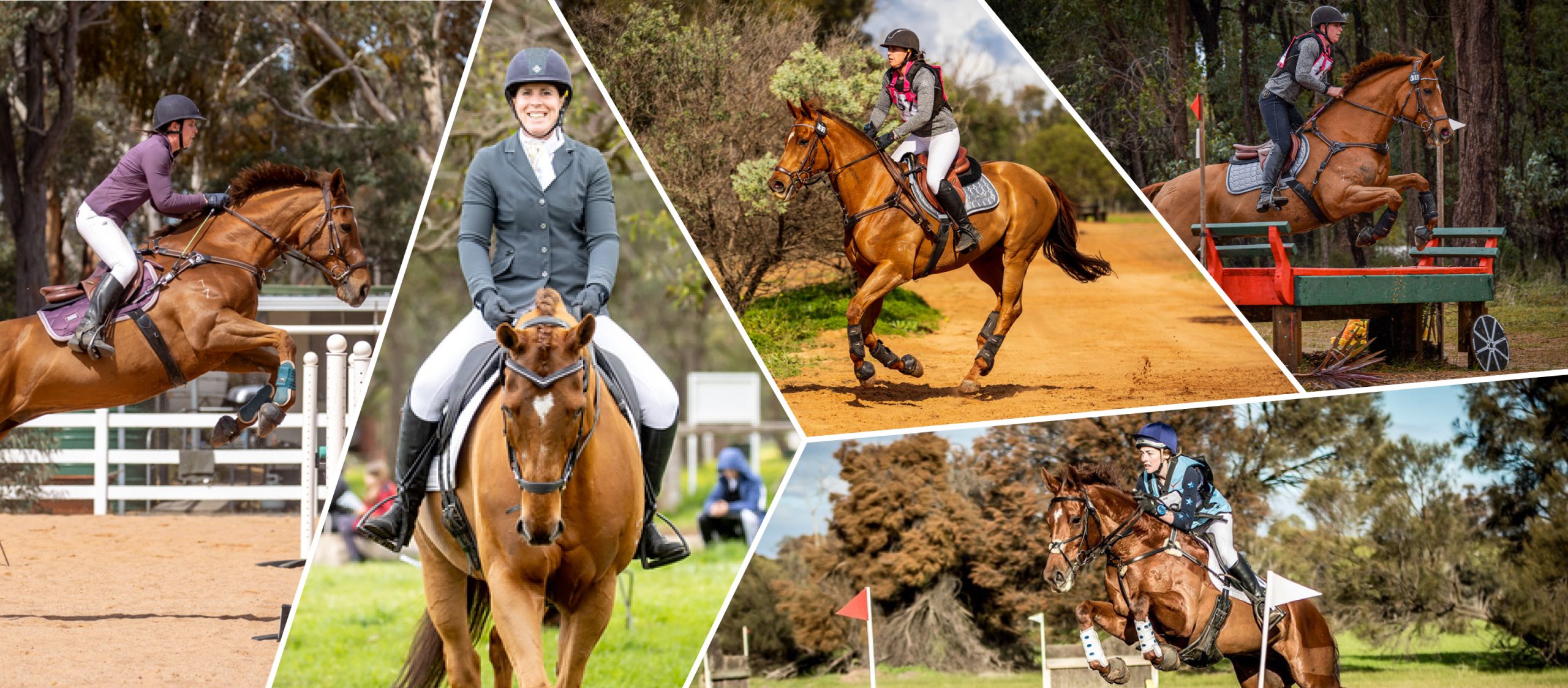 Enapay | Native American for “Brave”; This Gelding Lives Up to His Name ...