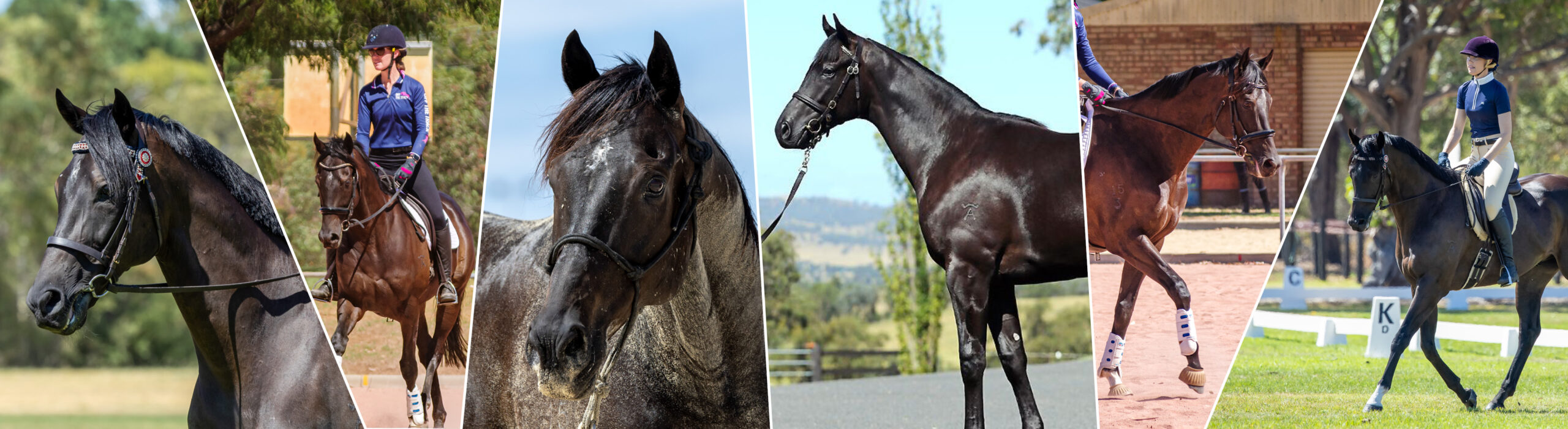 Apollo | A Show Horses Dream! | Off The Track WA