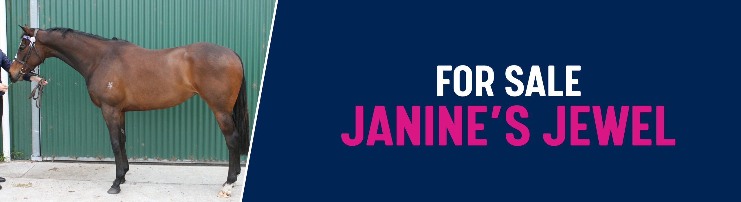 Lovely Show Type Mare | Off The Track WA