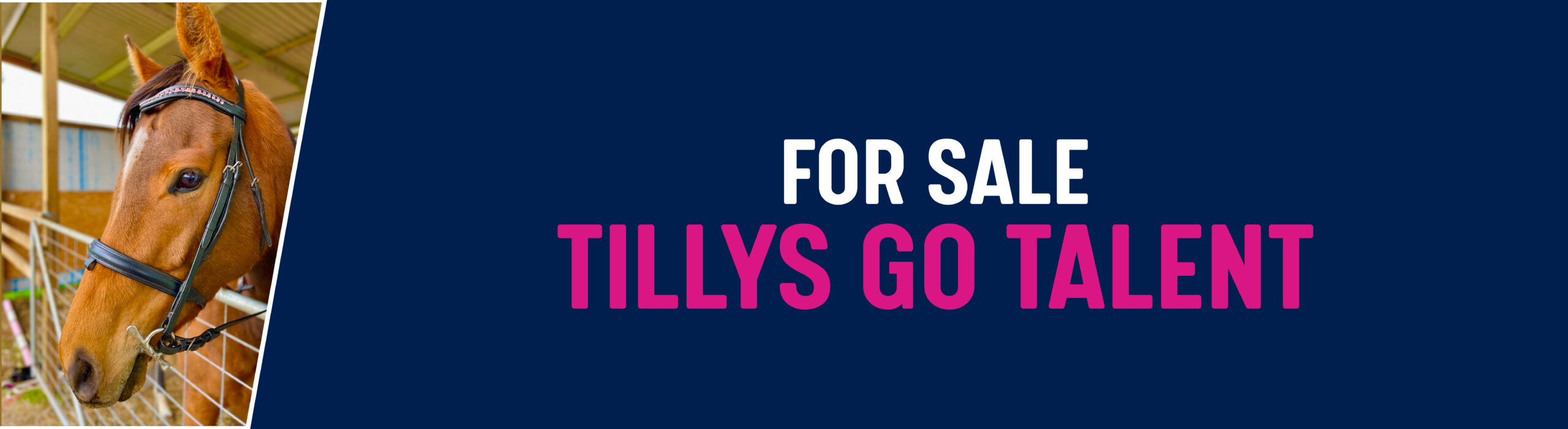 Tillys Got Talent | Looking for Loving Home | Off The Track WA