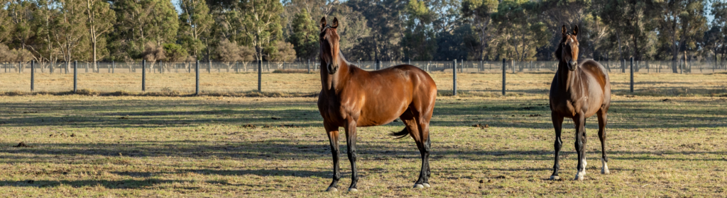 Rehoming your Racehorse | Off The Track WA