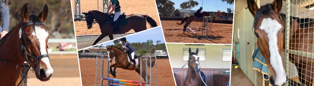 Sweet Snitty | Project turned Heart Horse | Off The Track WA