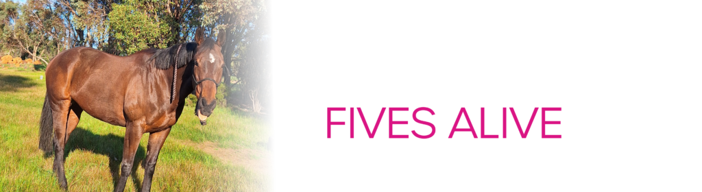 Fives Alive | Potential Adult Riders or Dressage Horse | Off The Track WA