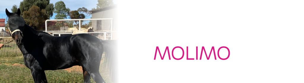 Molimo | Stunning SHow Type Standardbred Looking for Home | Off The ...