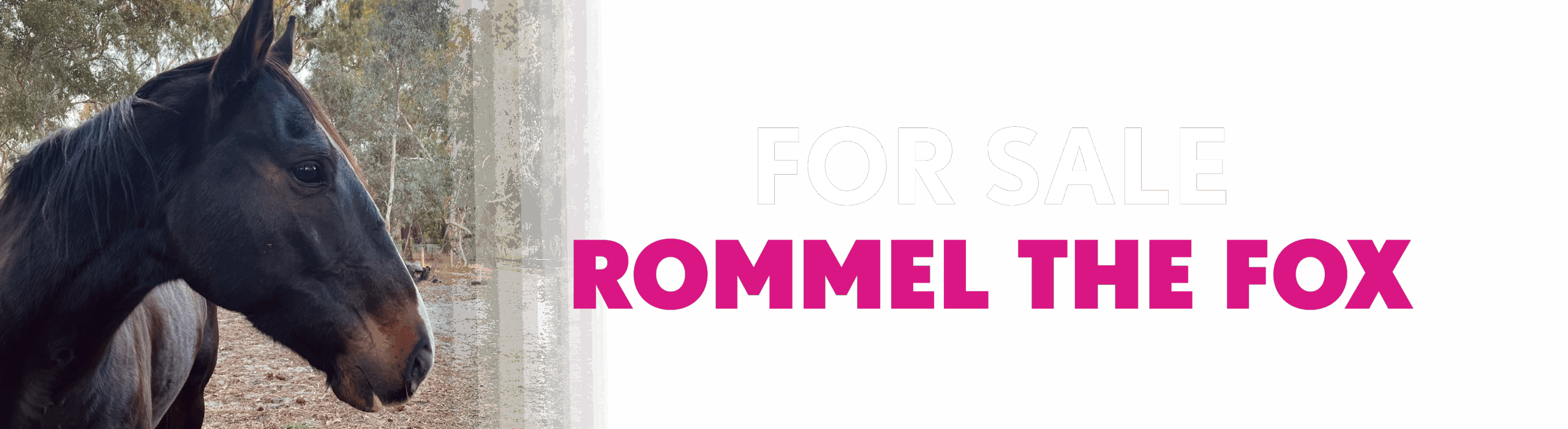 Rommel the Fox | Long-term Lease Available | Off The Track WA